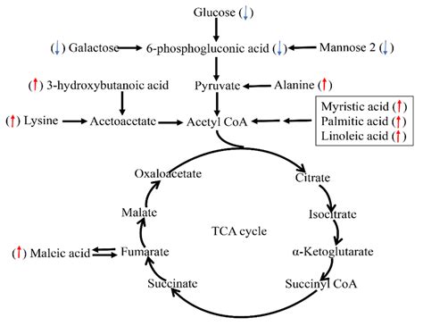Schematic Overview Of Some Important Metabolites And Major Metabolic
