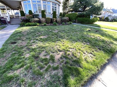 Former Owner Didnt Care For Grass So Im In Process Of Dethatching