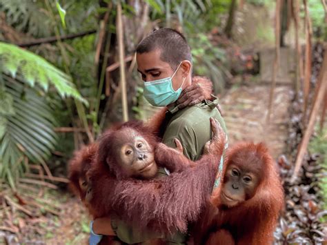 What You Need To Know About The Sumatran Orangutans — Ecolodge Bukit Lawang