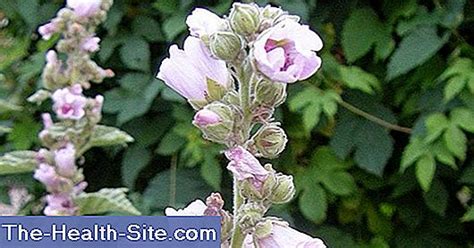 Hidrokortizon Etkiler Endikasyonlar Yan Etkiler 💊 Bilimsel Pratik