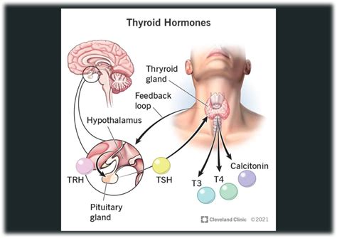 Feeling Off Lately Your Thyroid Might Be Whispering For Help Healthcare Blogs