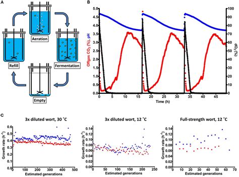 Laboratory Evolution Mimicking The Domestication Of Lager Brewing