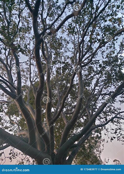 Very Pretty Tree Stock Image Image Of Pretty Tree 173483977