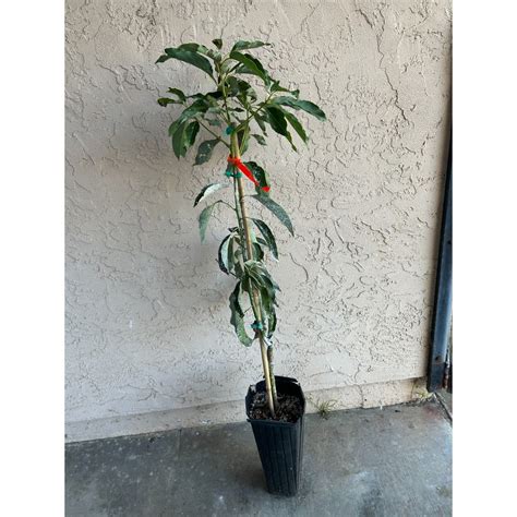 5 Feet Wurtz Little Cado Grafted Dwarf Avocado Fruit Tree Best