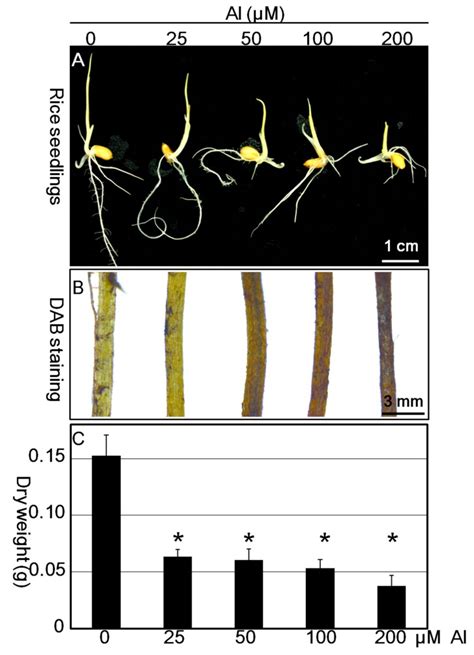 A Highly Selective And Sensitive Fluorescent Chemosensor For Detecting Al3 Ion In Aqueous