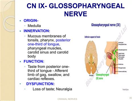 Cranial Nerve Assessment Finalppt