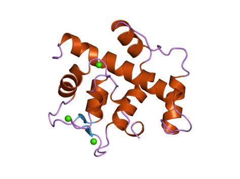 Osteonectin Sparc Glycoprotein
