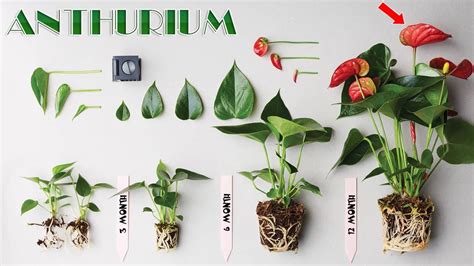 100 Success Tips For Propagating Anthurium By Taking Cuttings