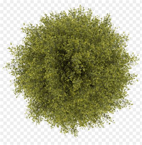 Trees Top View Png Clipart Transparent Tree Top View Png Photosho Png