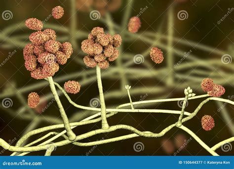 Stachybotrys Chartarum Mould Royalty Free Illustration Cartoondealer