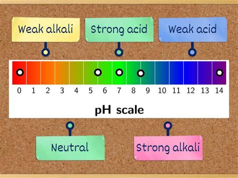 Ph Scale Labelled Diagram