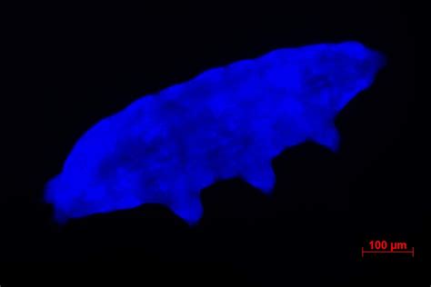 Tardigrades Survive Deadly Radiation By Glowing In The Dark New Scientist