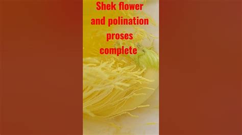 Polination🔥trendingshorts Youtube