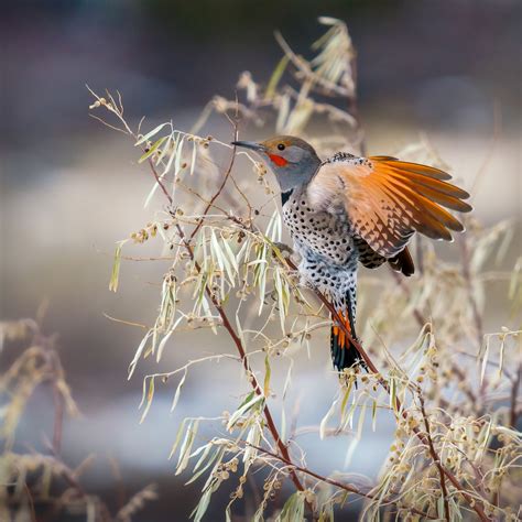 10 Fun Facts About The Northern Flicker Audubon