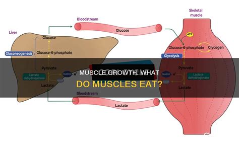 Muscle Growth What Do Muscles Eat Cyvigor
