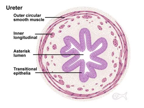 Histology Of Urinary System Pdf