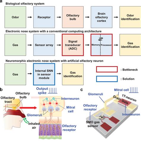 Artificial Olfactory Neuron For An In‐sensor Neuromorphic Nose Pmc