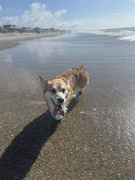 Corgi Beach Day Album On Imgur