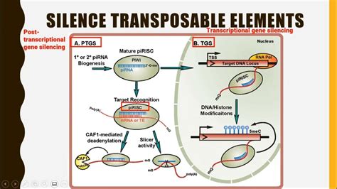 Pirna Piwi Interacting Rna Youtube