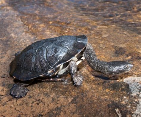 Eastern Long Necked Turtle Looking At Camera