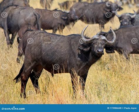 African Cape Buffalo Herd With One Buffalo Looking Directly Into