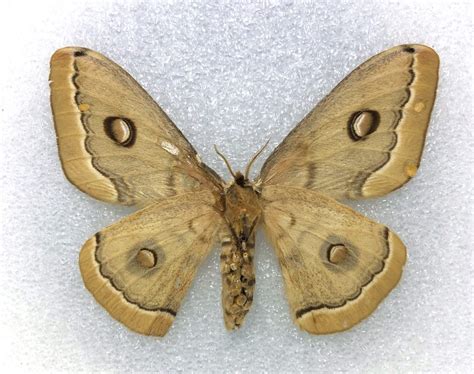 Saturnia Neoris Huttoni Pair A2 Kyrgyzstan — Insectplace