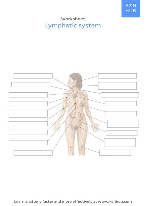 Lymphatic System Worksheet Immune And Lymphatic System