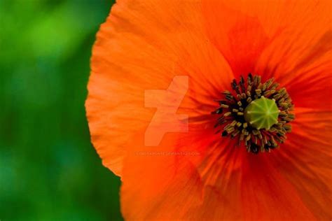 Red Sex By Lobodaponte On Deviantart