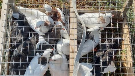 #Pigeons.Жёсткая проверка пищалок на третий день. - YouTube