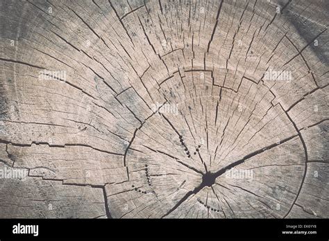 Texture Of Tree Stump For Background Stock Photo Alamy