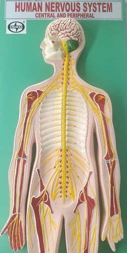 Fiberglass Human Nervous System Model At ₹ 2500 Piece In Ambala Id