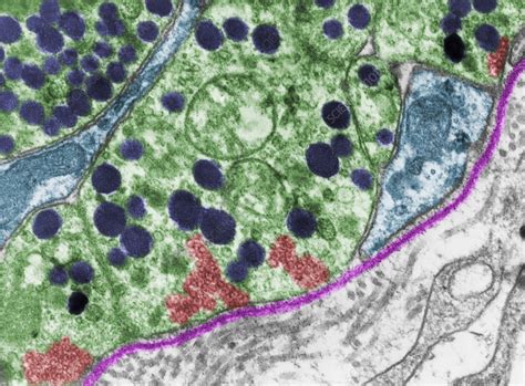 Synaptic Vesicles In Posterior Pituitary Gland Tem Stock Image C060 4558 Science Photo