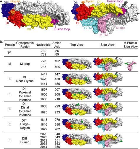 Structure Of Mature M E Dimer And Epitope Insertion Sites A