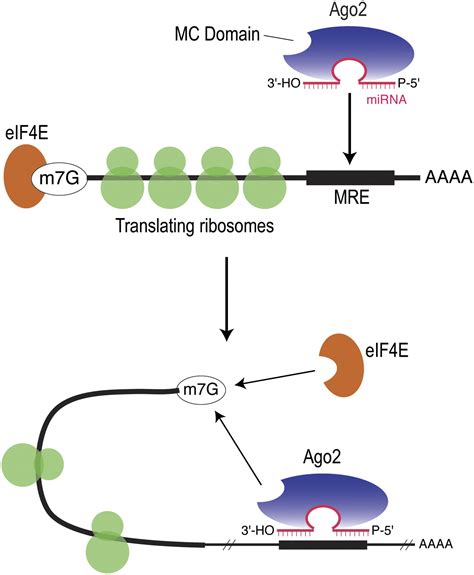 What Is The Function Of Cap Binding Protein At Jason Lindstrom Blog