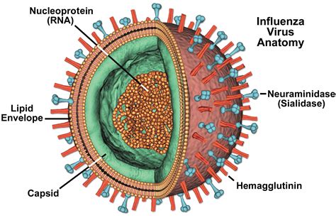 Virus Diagram Labeled