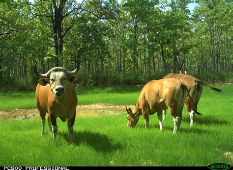 ព្រៃល្បោះស្ងួត មានតួនាទីយ៉ាងសំខាន់ក្នុងការផ្តល់ជាទីជម្រករកស៊ី ដល់សត្វដំរីអាស៊ី ទន្សោង រម៉ាំង