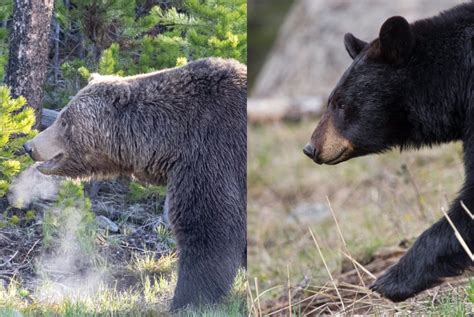 Grizzly Bear Tracks Vs Black Bear
