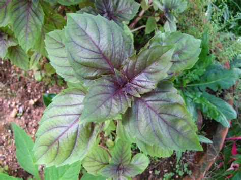 21 Types Of Basil That Are Beautiful Flavorful And Utterly Delicious