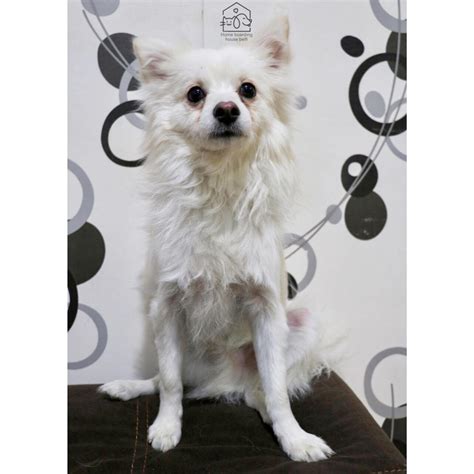 ‎🐶اولین پانسیون و مهد پت تبریز بلفی🐶‎ ‎pami🐶🐾 ️ پانسیونسگ پانسیونسگآپارتمانی پانسیون