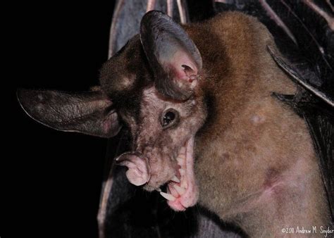 Classification Of Vampire Bat At Summer Hagenauer Blog