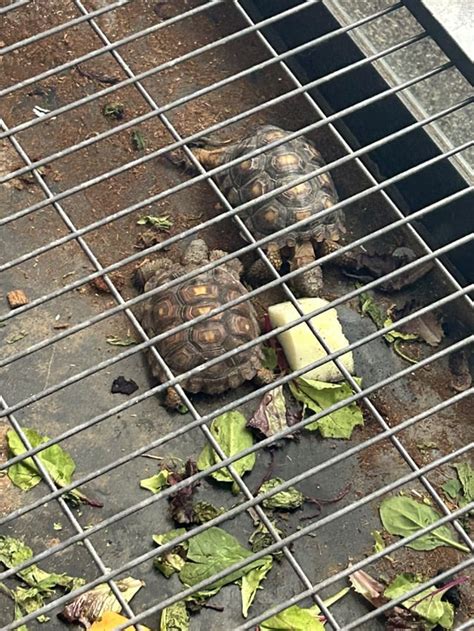 Found Them In Real Life Rtmnt