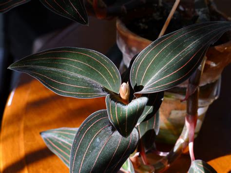 Лудизия Фото С Названиями И Описанием – Telegraph