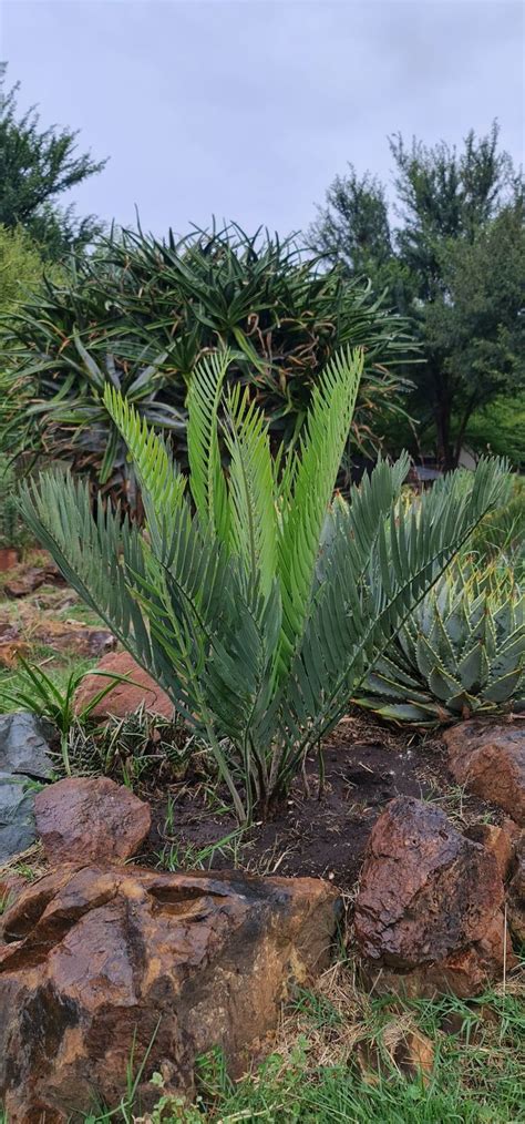 Pin By Little Ball On Cycadopsida Plants Garden