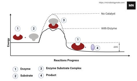 Feedback Inhibition Definition Process Functions Examples