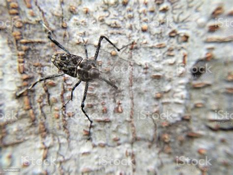 Small Insects That Live In Rice Fields In Rural South Kalimantan Stock