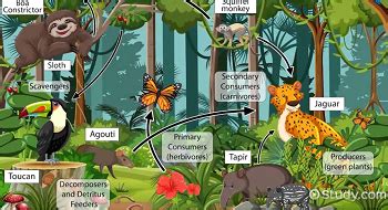 Tropical Rainforest Decomposers