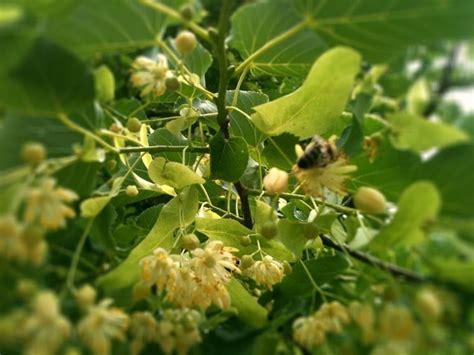 Tiglio Tilia Alberi Pianta Di Tiglio