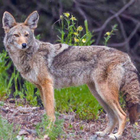Hunting Coyote In California The Thrilling Pursuit Goenthusiast