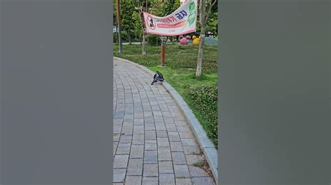 비둘×비둘의 싸움 Youtube