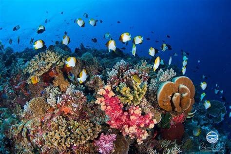 Pin by Pascal Ripoll on Plongée | Ocean, Fish stock, Stock photography free